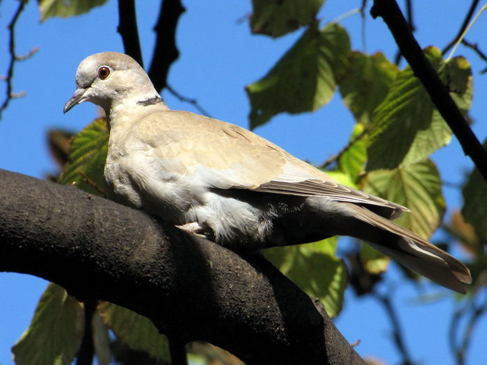 La tórtora turca - Vilapedia