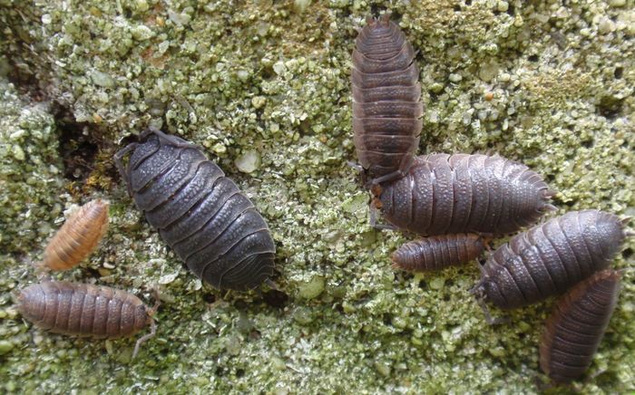 El cuc de bola - Vilapedia