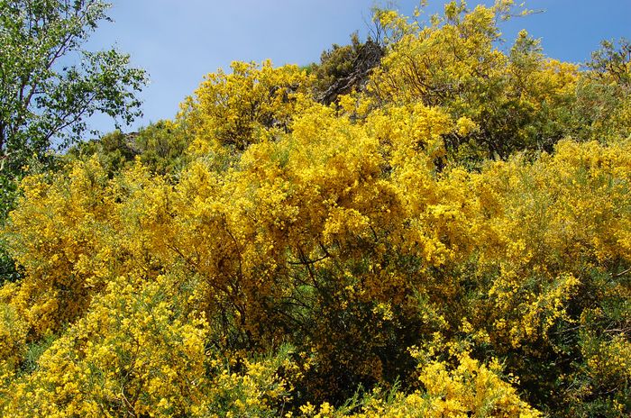 La ginesta - Vilapedia